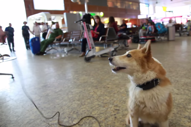 Jackal-dog hybrids at the airport - Russia Beyond